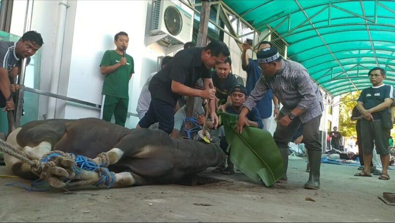 Spesial !!! Direktur PT Pegadaian Eksekusi Sendiri Penyembelihan Hewan ...